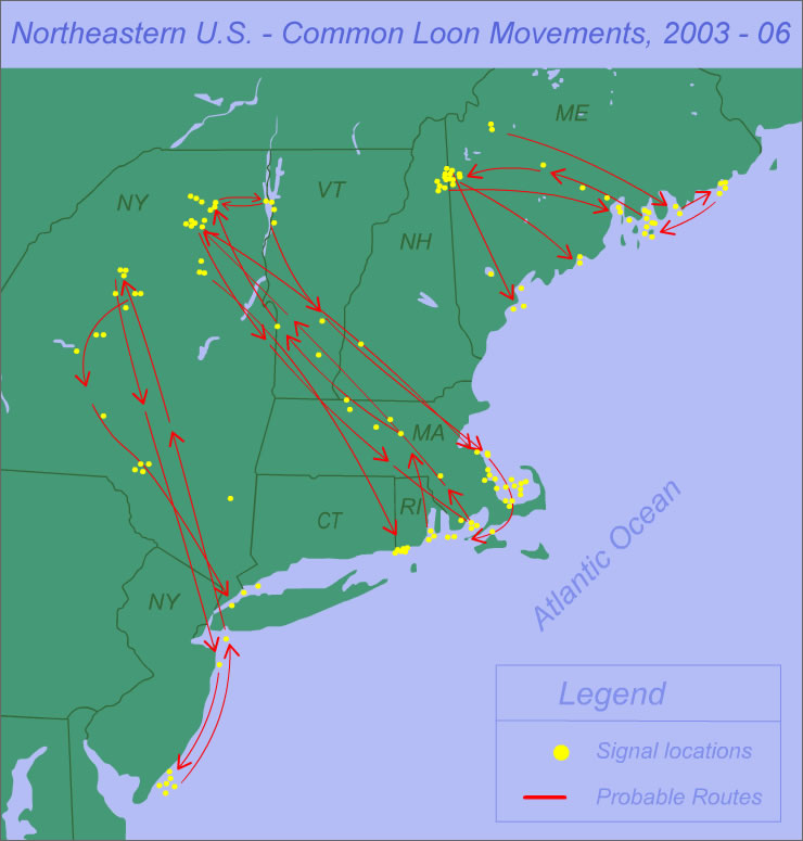 Common Loon Migration Study - Migration Data